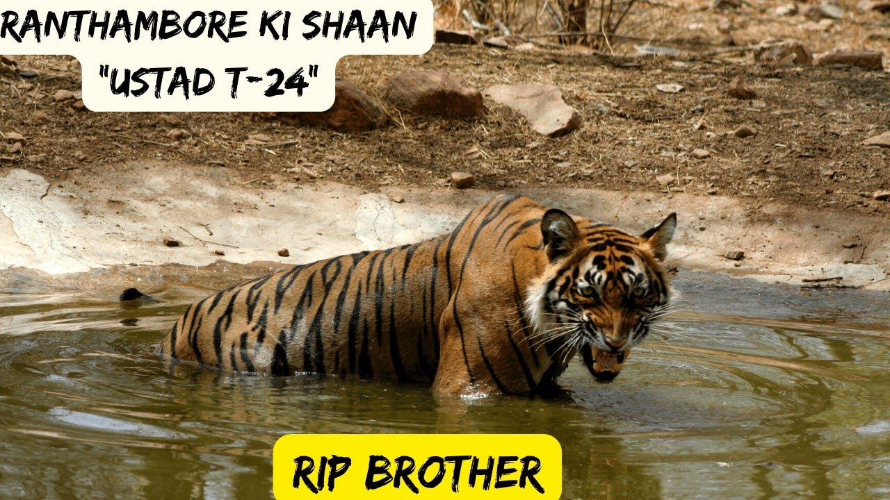 The king of kings USTAD T-24 | RIP Brother | The Fearless Tiger Of ...