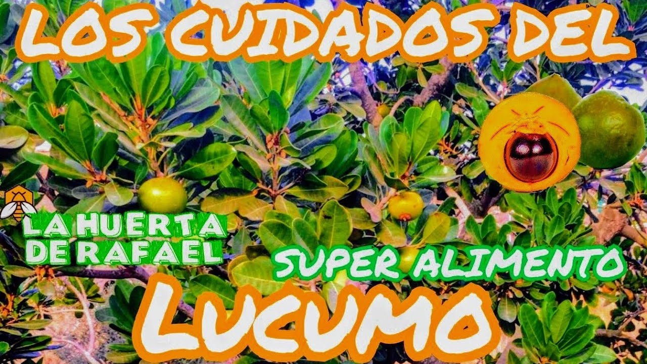 Los cuidados del lucumo o árbol de lúcuma|•|Pouteria lucuma|•|El ...