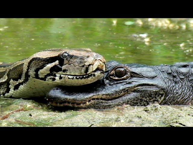 Reticulated Python Eating Alligator