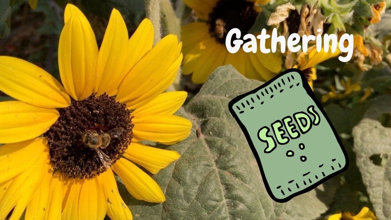 Gathering Seeds : Spring 2021 - YouTube