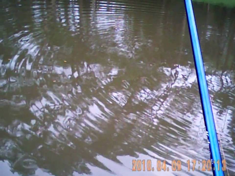 toman hunting giant snakehead quick draw method，雷强 - YouTube