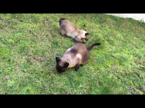 Mika and Miley fighting for a delicious mouse 🐭