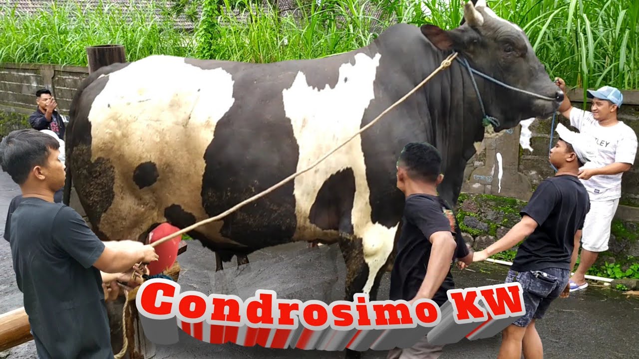 Namanya SURIP Sapi Mirip CONDROSIMO Muda Berkah SETIA FARM - YouTube