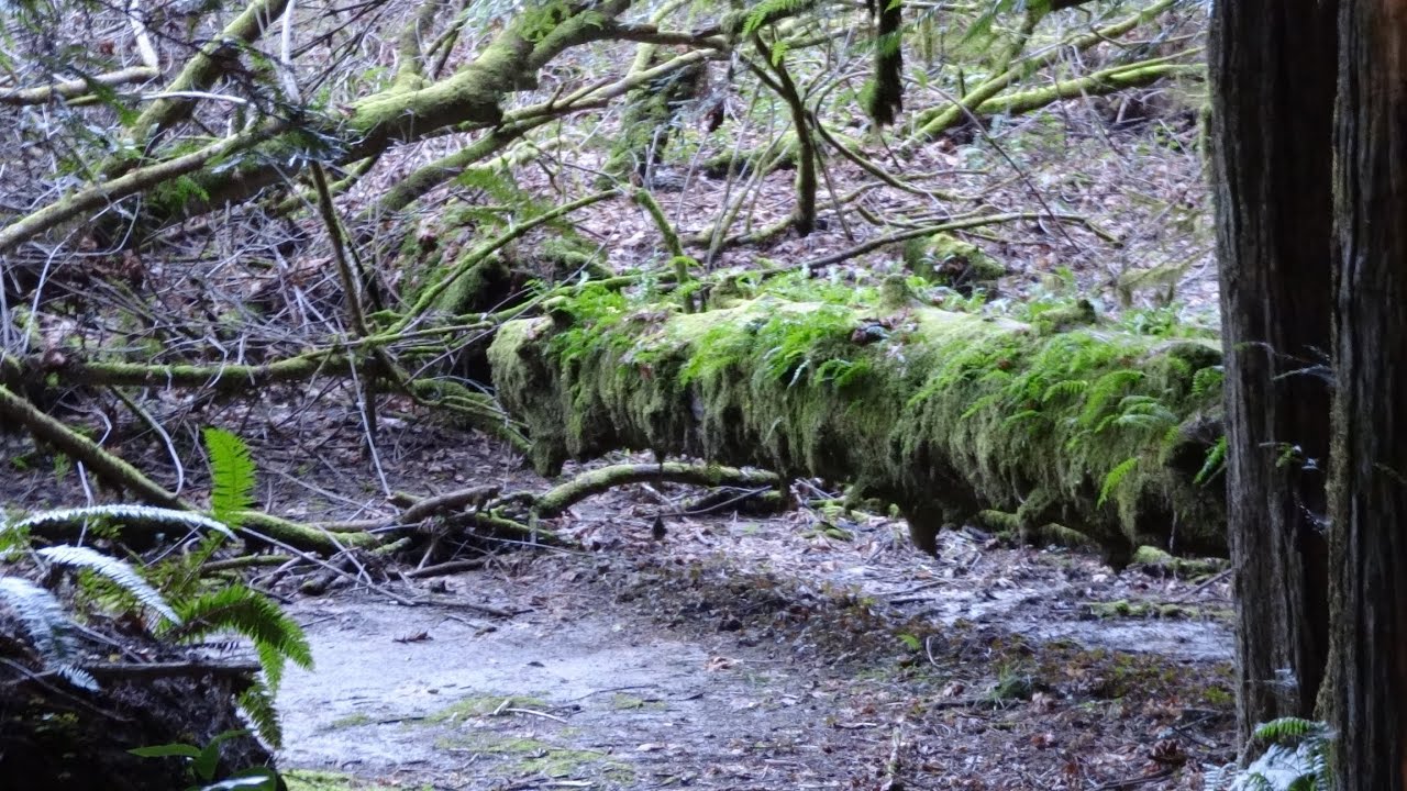 Redwood National Forest Founders Grove Tree Dyerville Giant Logging ...