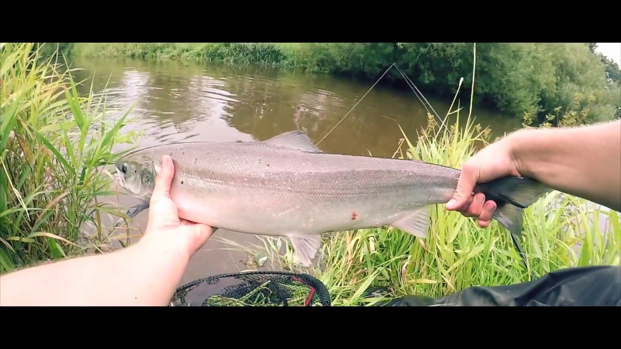 Salmon fishing Denmark - YouTube