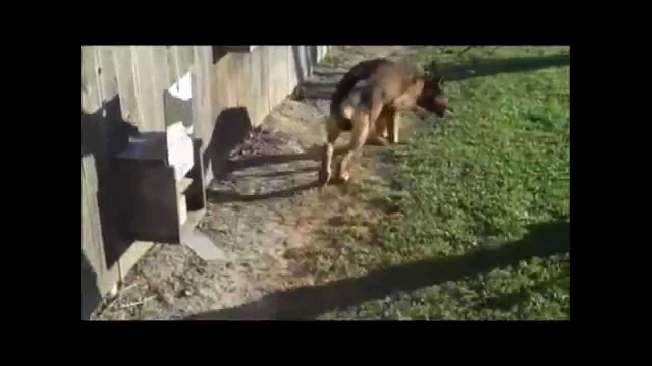 US K9 Unlimited Video Compilation - YouTube