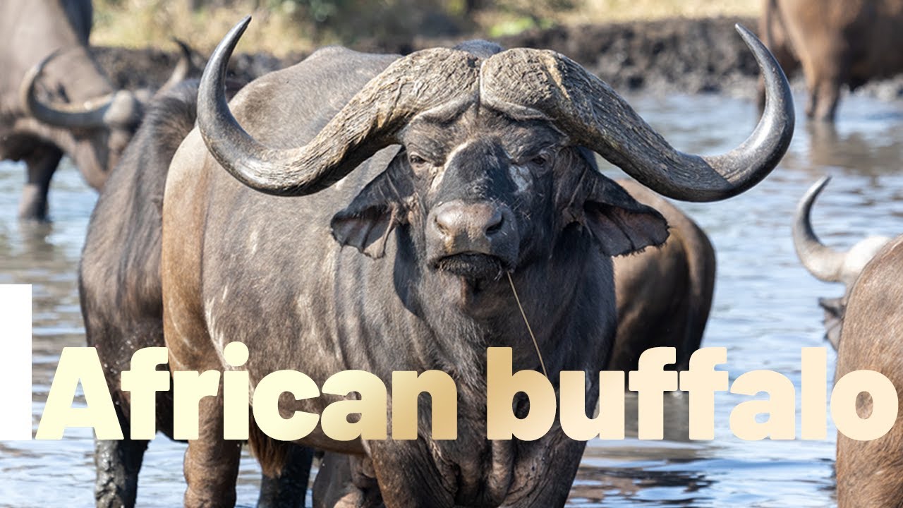 Let's Learn Wildlife Animals African Buffalo - YouTube