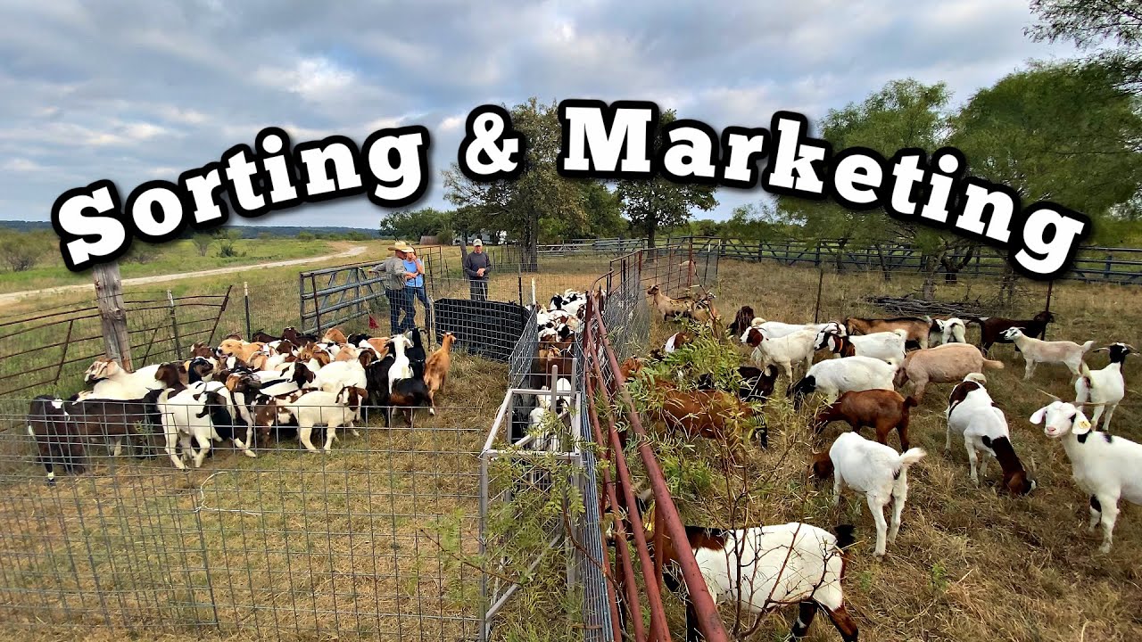 Sorting & Marketing - YouTube