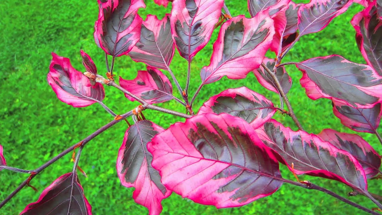 Tri-Color Beech - YouTube