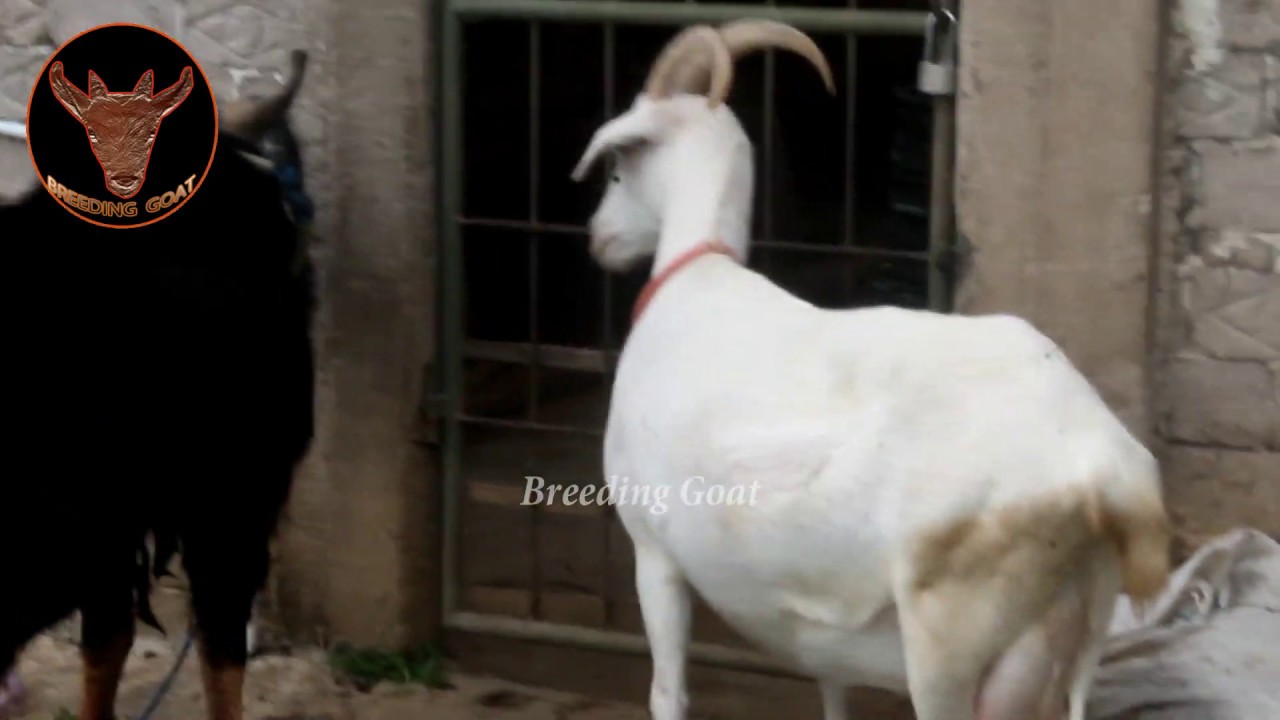 2 Big Female Goat at Farm" - YouTube
