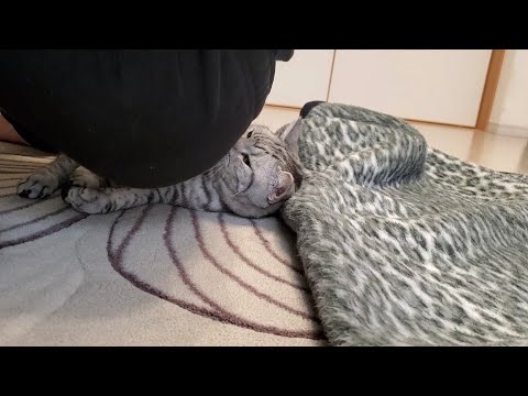 Cat sniffing my silent f〇rt with cat's face buried in my a〇〇.