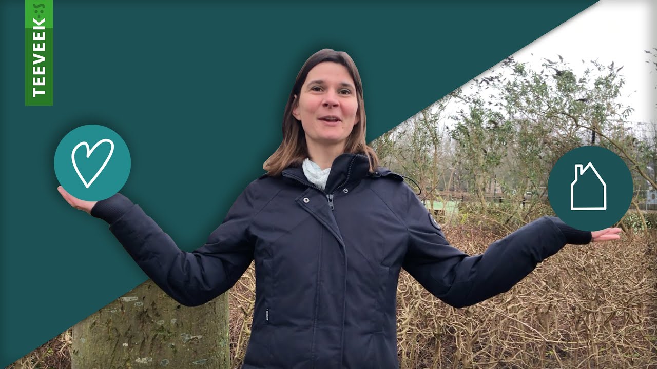 Teeveek BE in flow - YouTube