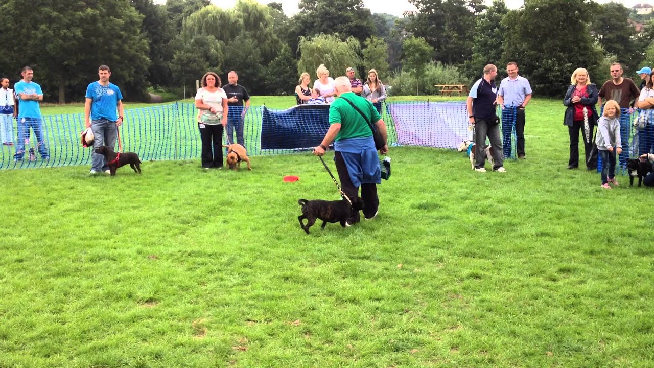 Best Staffie - Fun Dog Show, Kidderminster, August 2013 - YouTube