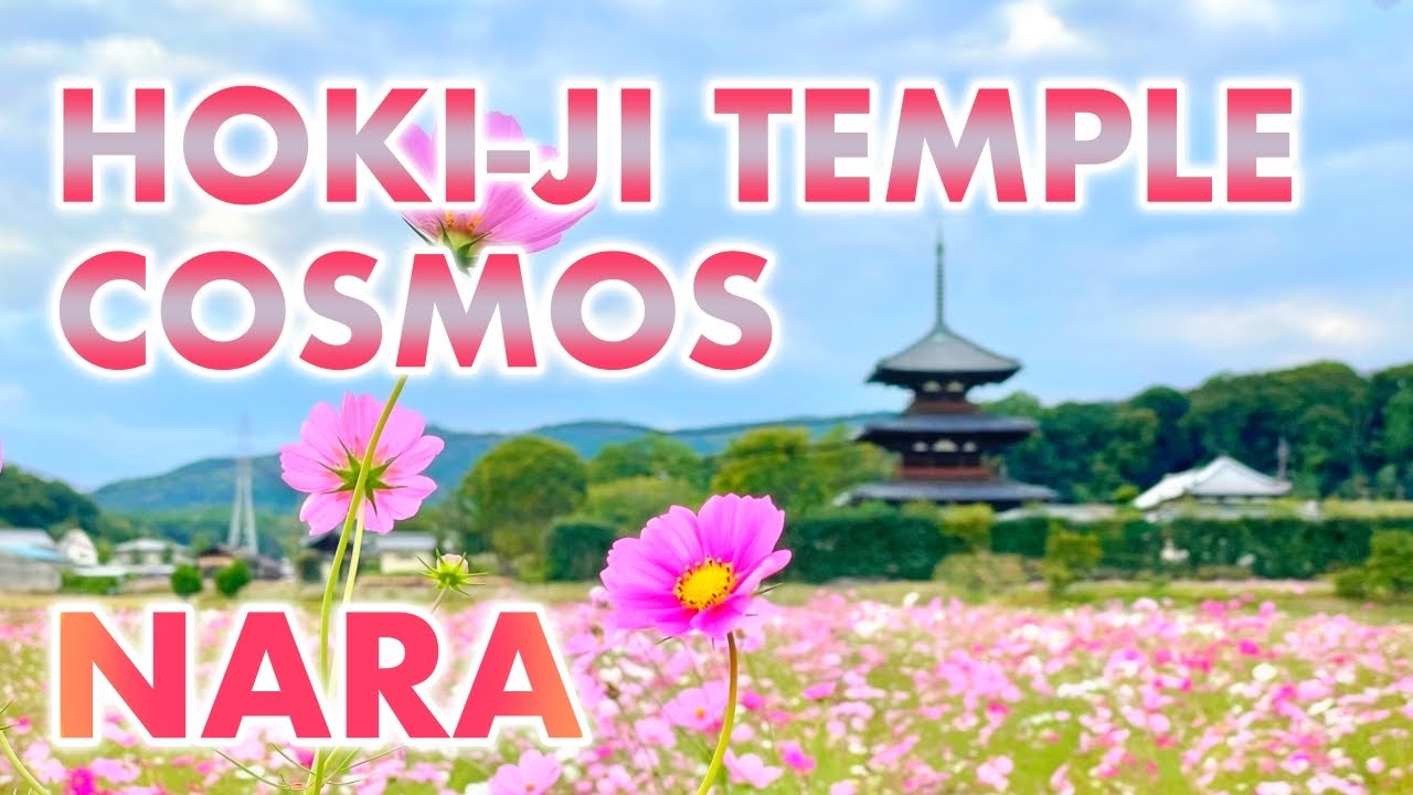 Early Autumn in Nara, three storied pagoda with cosmos flowers at Hoki ...