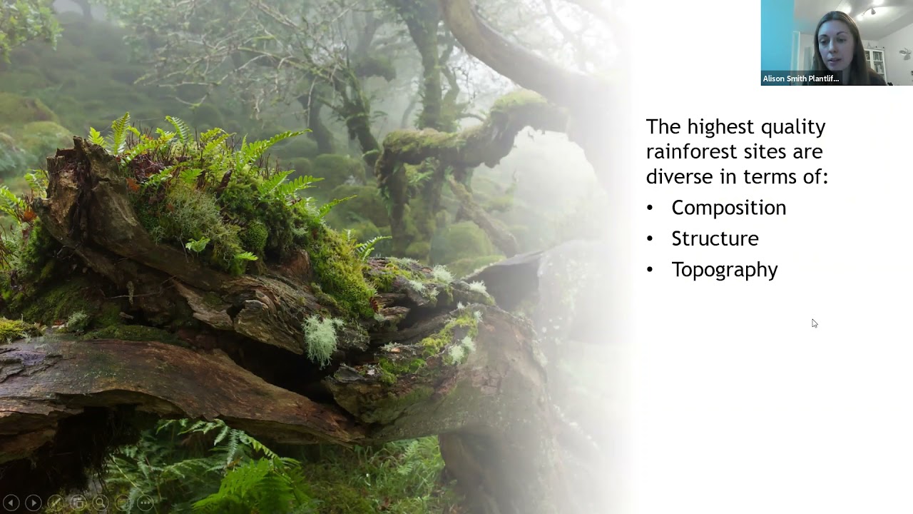 Saving our Rainforests - an introduction to UK temperate rainforest and ...