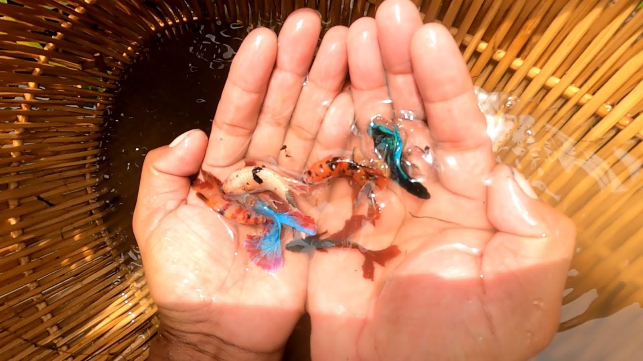 Top Fishing Betta!!!!! Technique Skill Fisherman Catch up lots of Betta ...