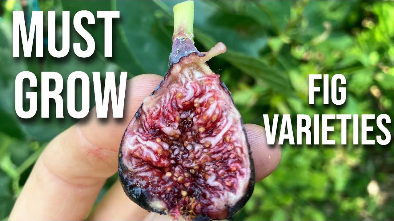 How-to Grow Figs | Ross Raddi the Fig Boss | Videos