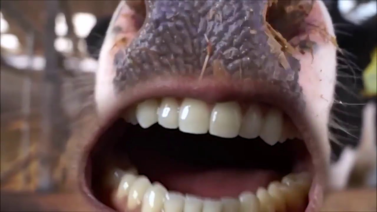 Cows don't go cow, they go MOO! - YouTube