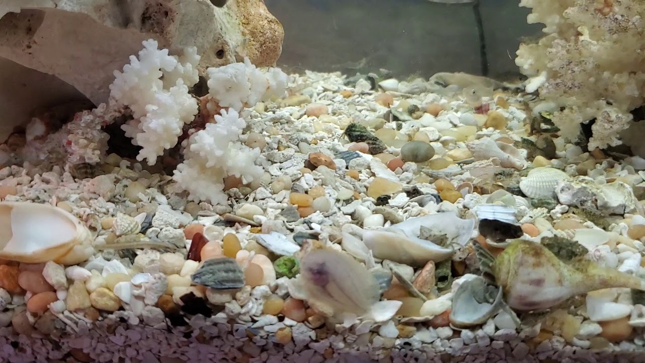 Different wild caught goby fish living in an aquarium. - YouTube