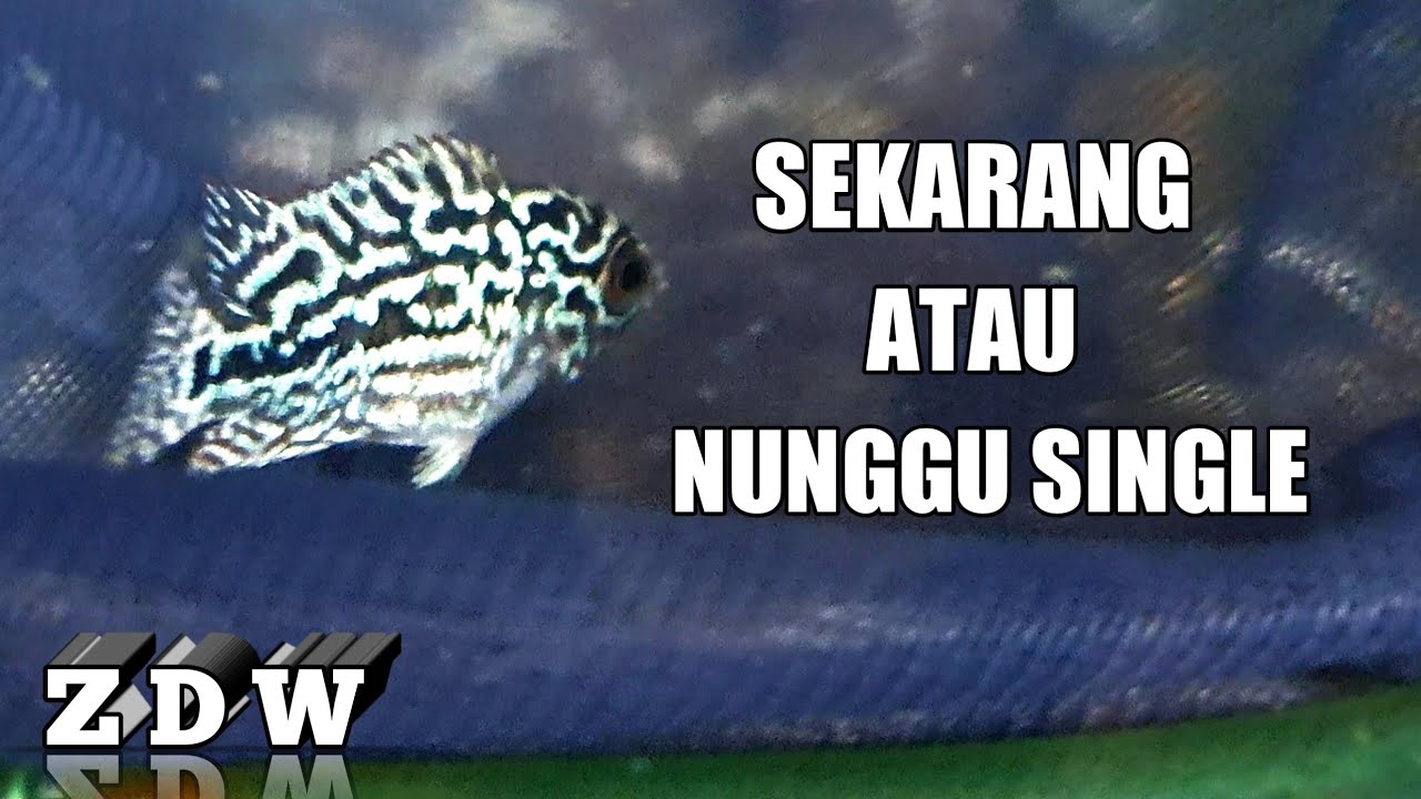Si Kecil Menggemaskan Burayak Louhan Kamfa F2 Ori Thailand Youtube