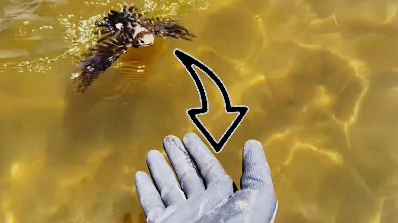 This man rescued a tiny drowning Bird from the lake — what happened ...