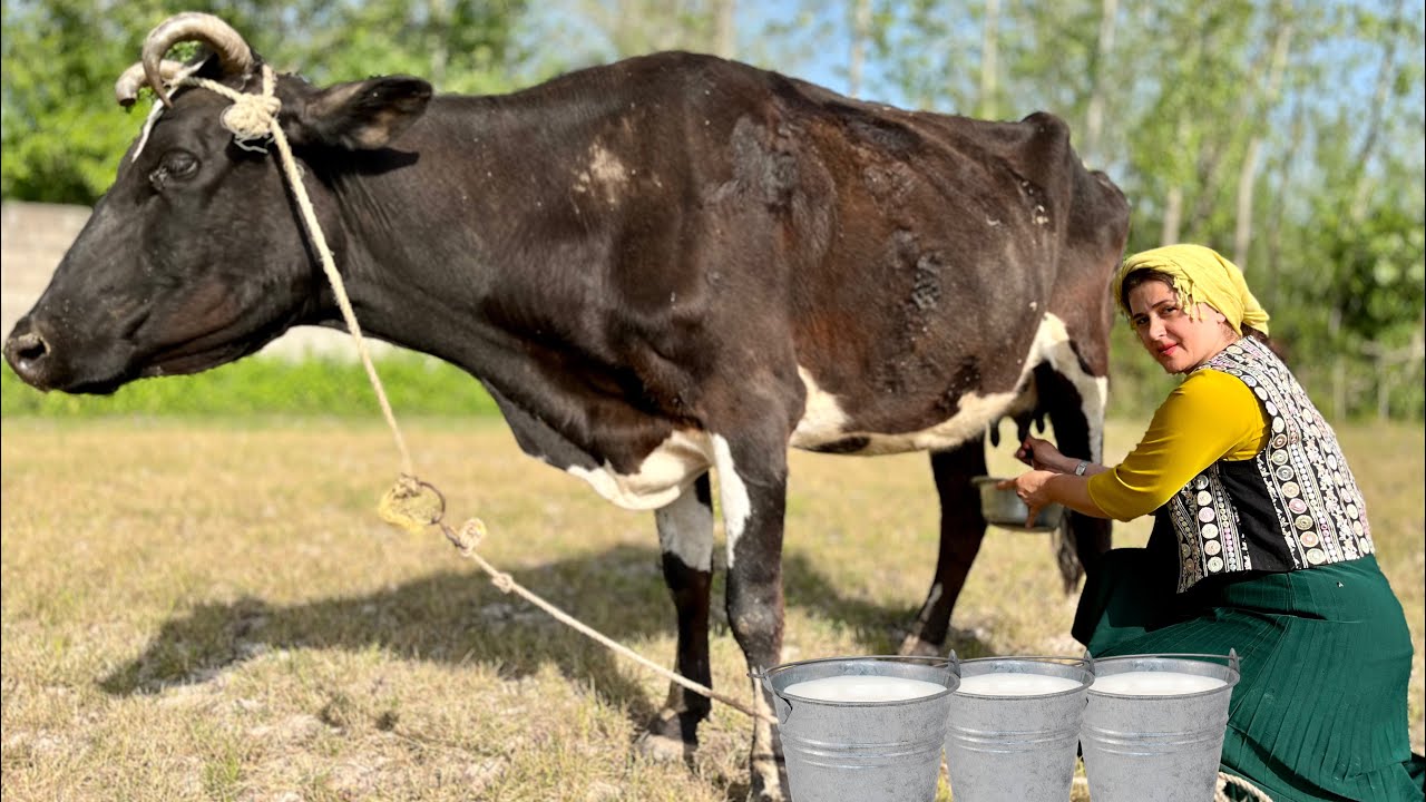 Milking Cows and Making Cheese and Cooking Iranian Dish by Village ...