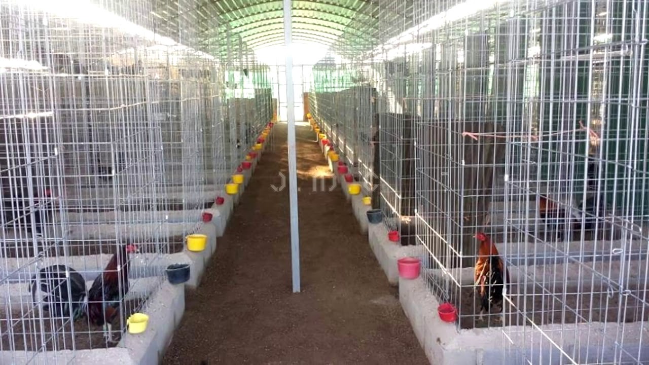 Los mejores gallos en galleras impresionantes - YouTube