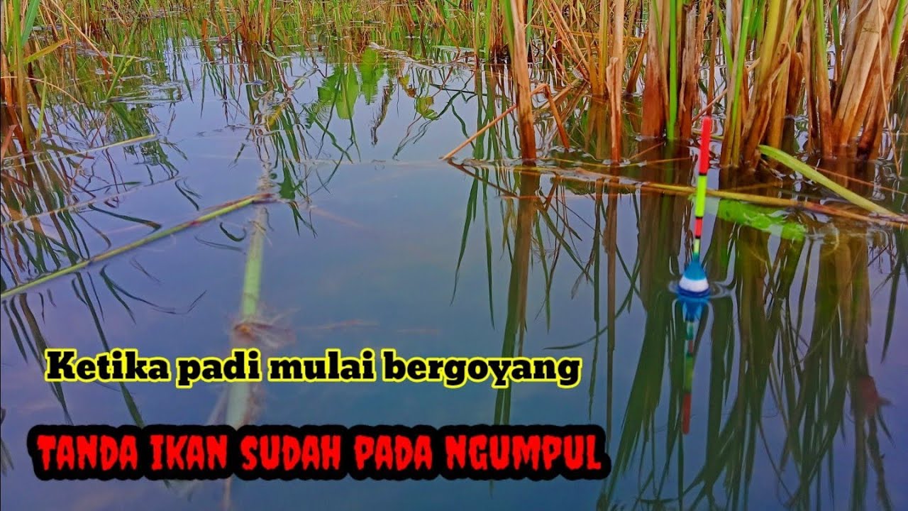 Ikan bersarang di bawah padi semua,.! sutrike teruss,.,. - YouTube