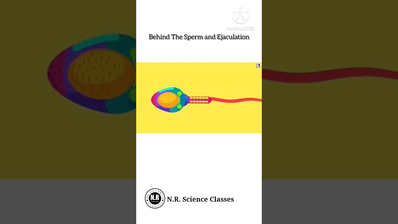Behind the sperm Ejaculation #shorts #biology - YouTube