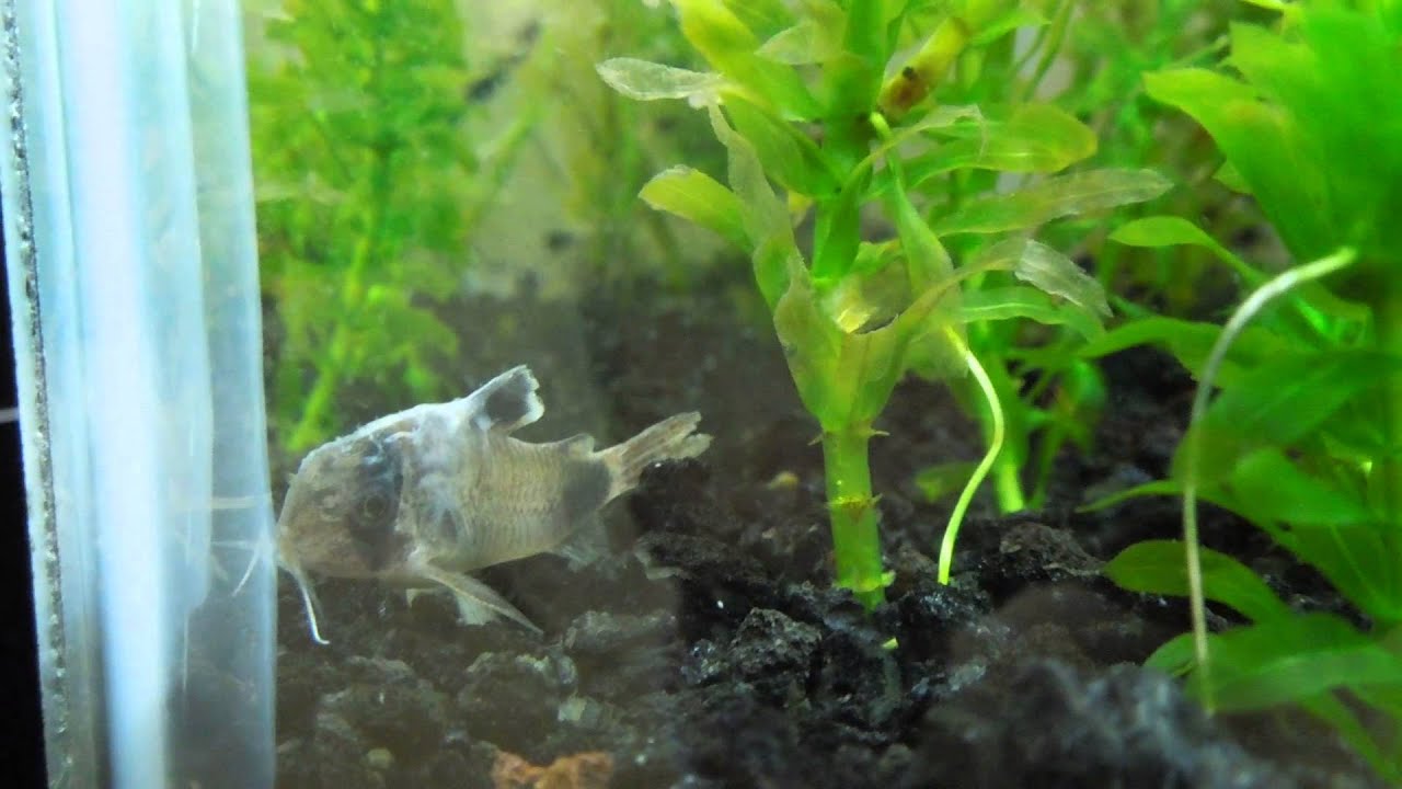 sick cory cat - YouTube