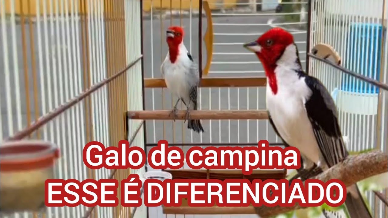 AÇOITE SELVAGEM CLÁSSICO DO GALO DE CAMPINA - YouTube