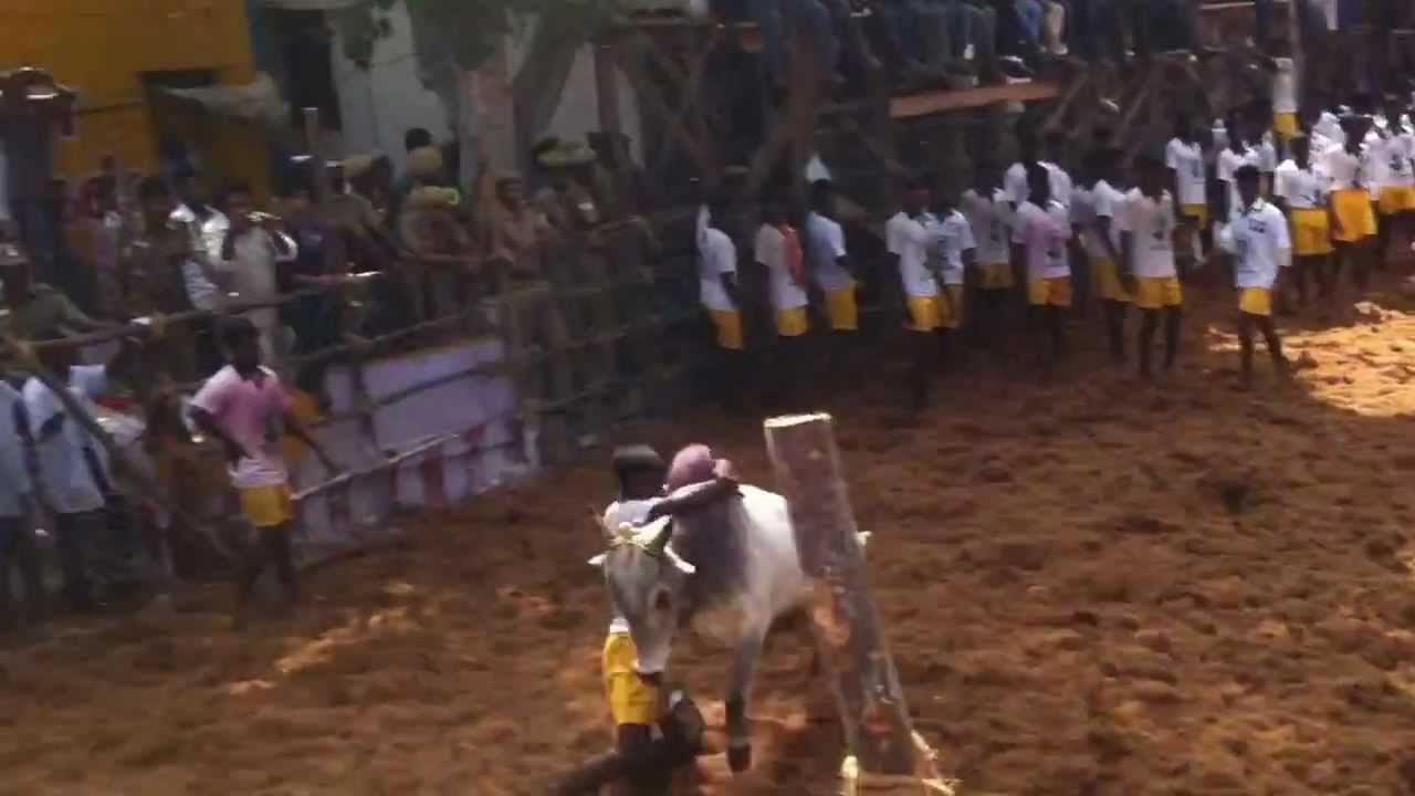 ALANGANALLUR JALLIKATTU 2013 (Madurai, India) by shiva iPhone ghde45f ...