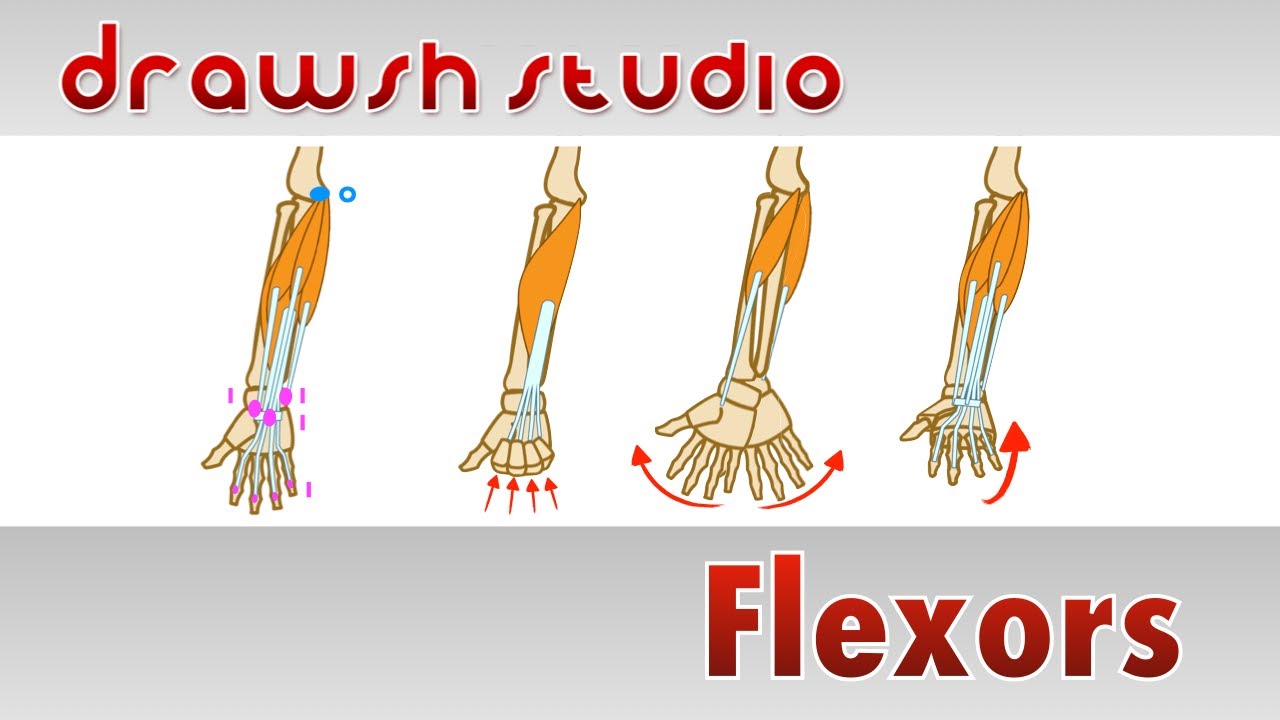 The Flexors - YouTube