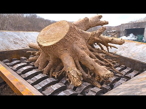 Huge Tree Stump in Giant Shredder! Extreme Shredding Machine 
