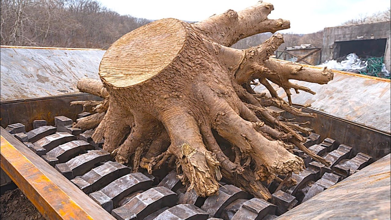 Huge Tree Stump in Giant Shredder! Extreme Shredding Machine - YouTube