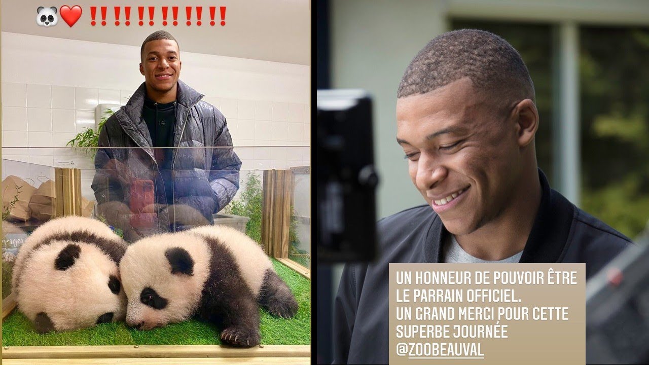 Kylian Mbappé parrain d’une des jumelles panda géant du Zoo de Beauval ...