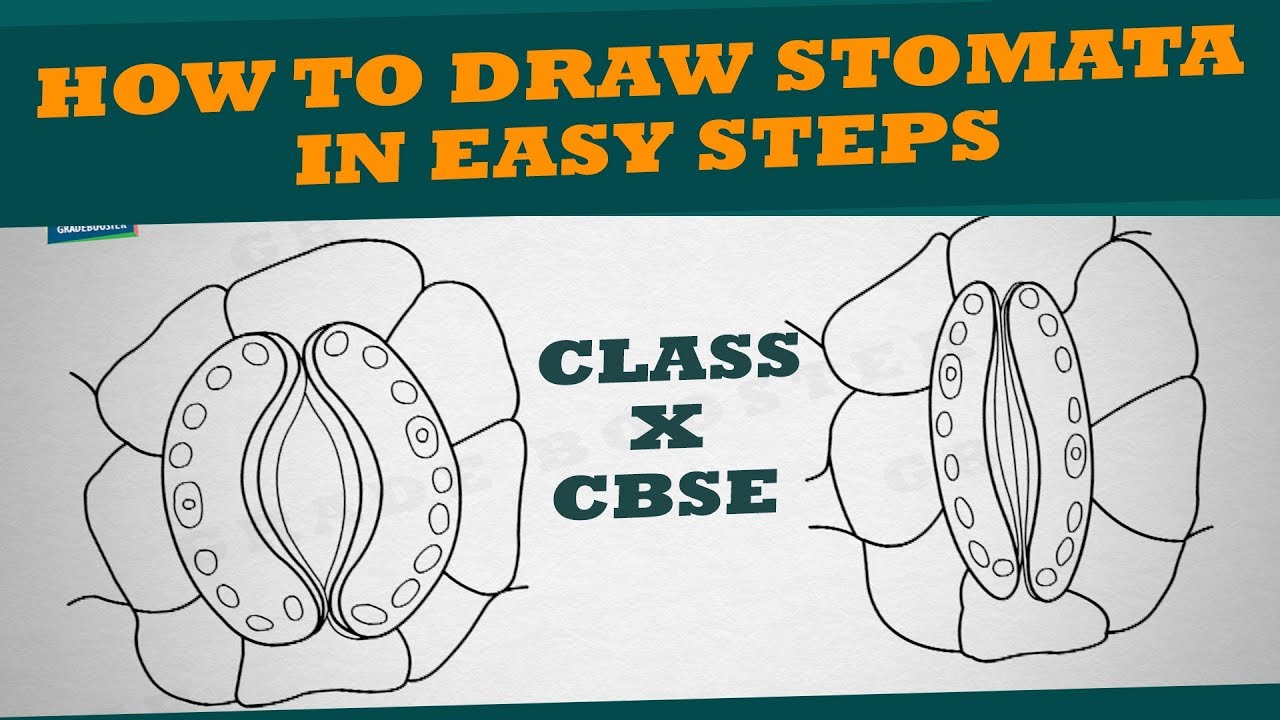Easy way to draw human #stomata :Life processes | NCERT class 10 ...
