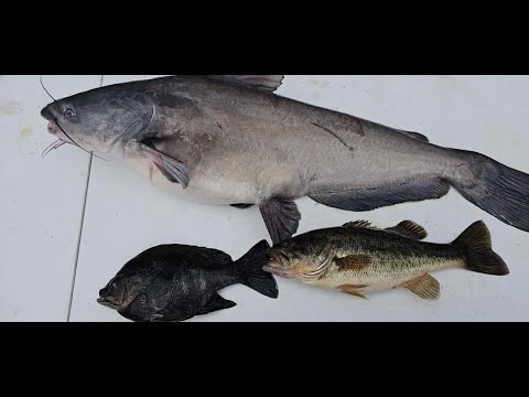catch And Cook Bream ,Bass And Catfish.. - YouTube