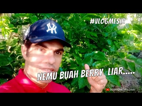 NEMU BUAH BERRY LIAR! JENIS BERRY APA YA INI? | KEBUN MESIR | VLOG ...