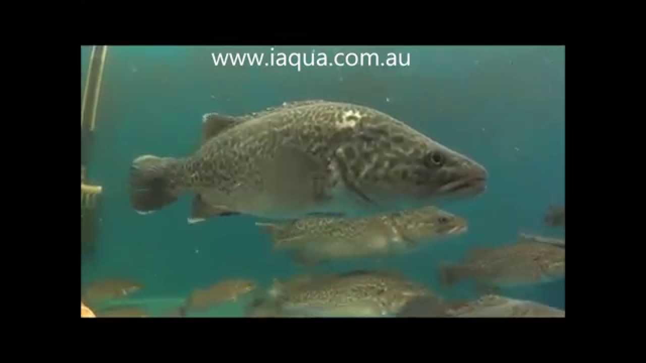 www.iaqua.com.au: Murray Cod swimming in a tank - YouTube