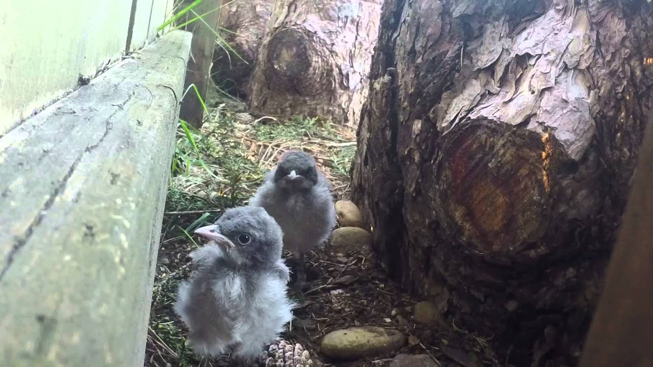 California Scrub Jay "Feeding Time" - YouTube
