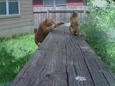 Ferrel Cat hunting Squirrel Fail - YouTube