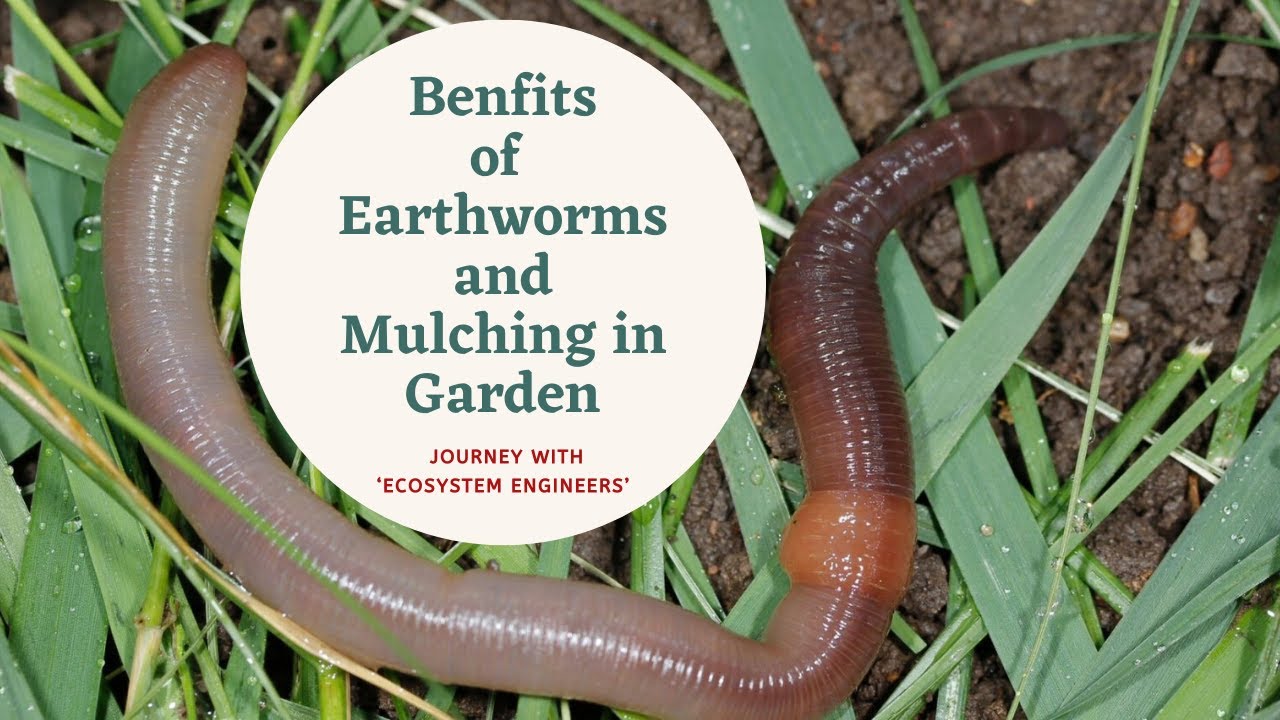 Benefits of Earthworms and Mulching in Home Terrace Garden | Seedbasket ...