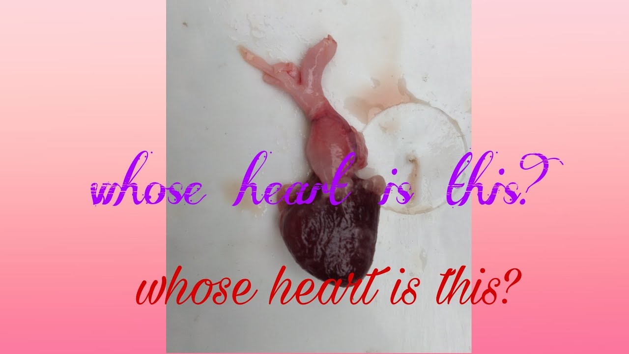 ||Fish heart||two chambered heart|| - YouTube