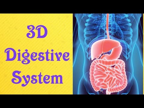 3D Digestive System - YouTube