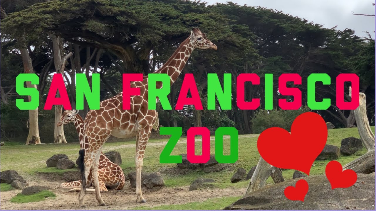 San Francisco Zoo, Thing you should see in San Francisco - YouTube