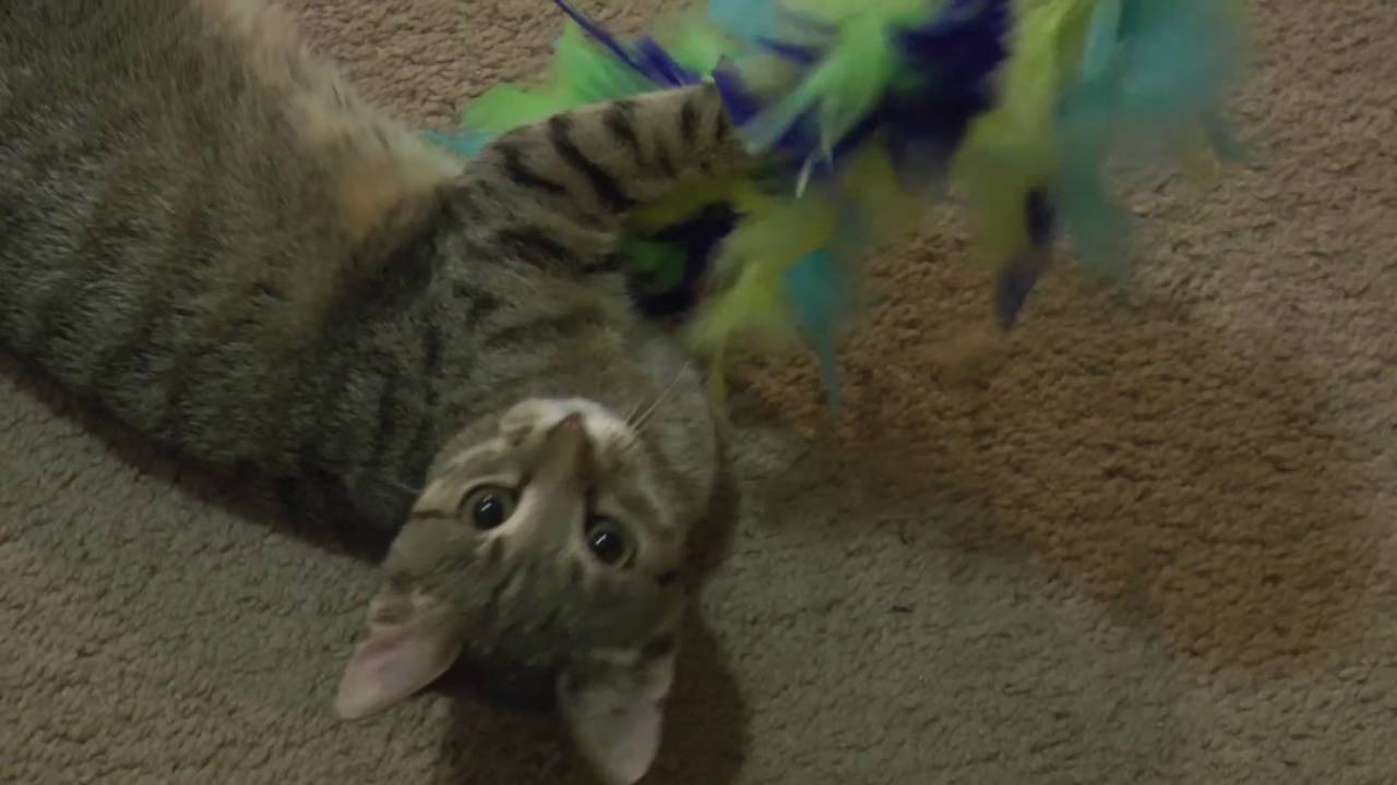 Cats for Clinton (Sarah Ault) - YouTube