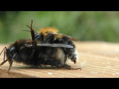 What Is A Bumble Bees Life Cycle