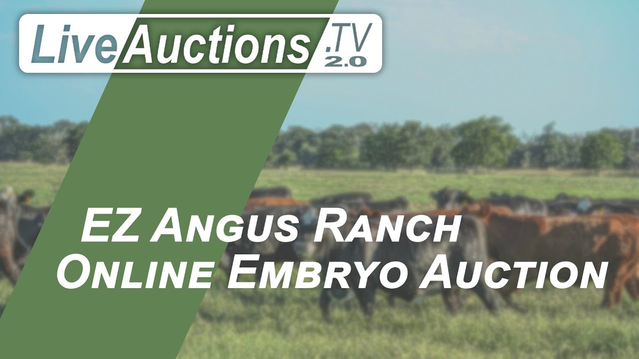 EZ Angus Ranch - Online Embryo Auction - YouTube