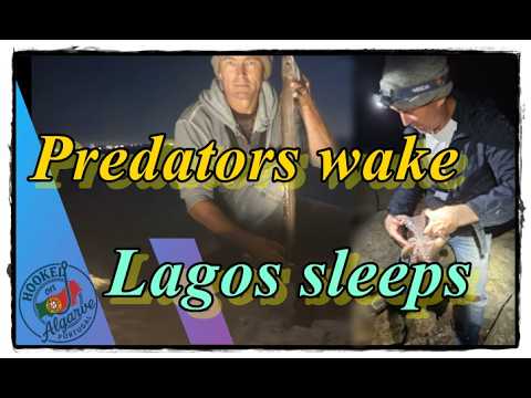 Predators wake, Lagos sleeps. Catching night predators, Fishing Algarve ...
